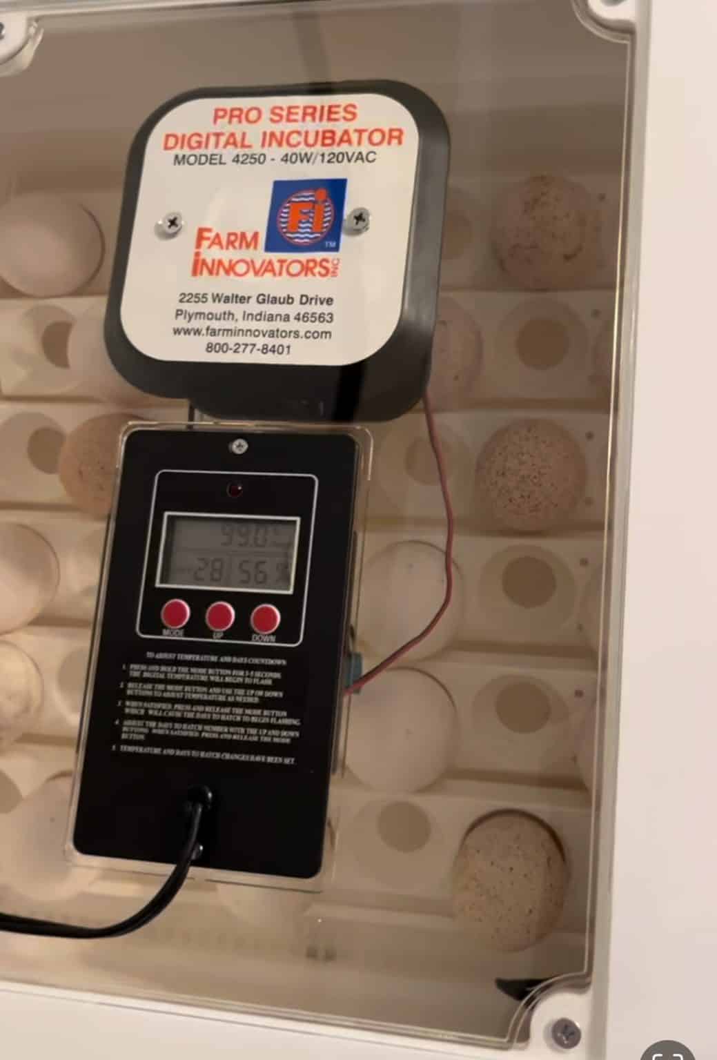How to Guide on Incubating and Hatching Turkey Eggs